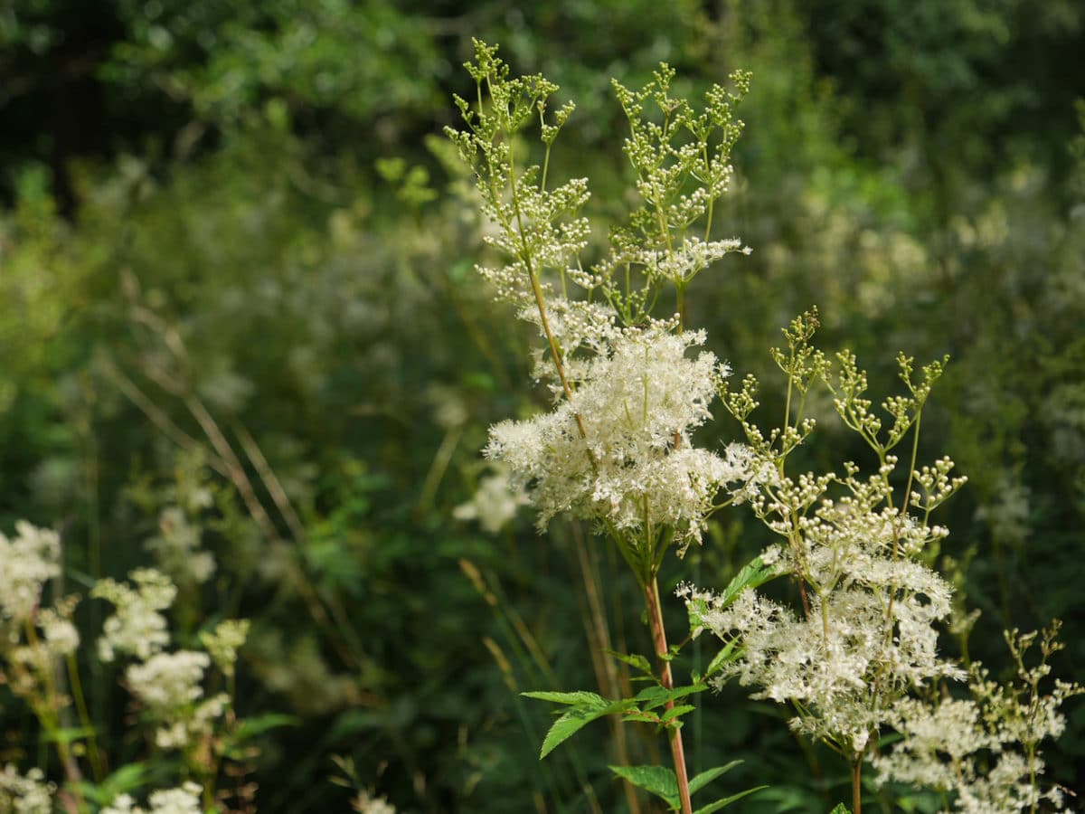 Älggrässaft - Gjutåsens Naturprodukter från Småland